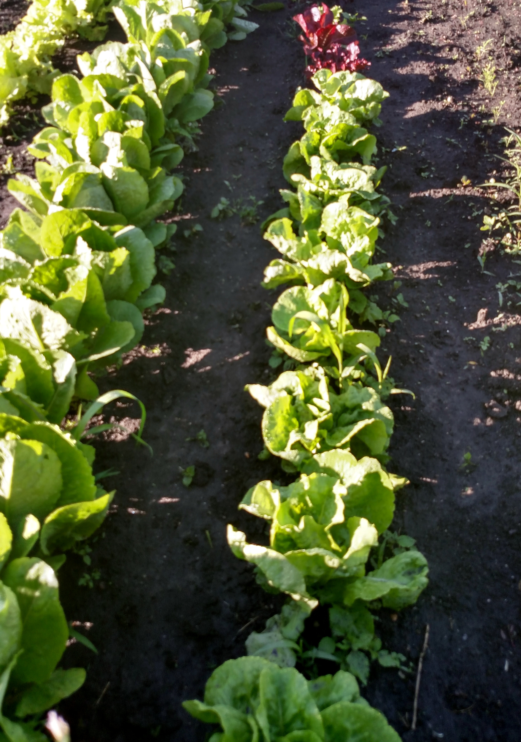 Lettuce – Hilger Family Farm